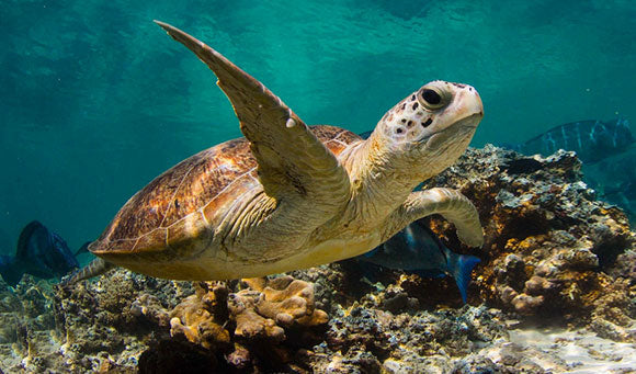 Green Your Boating Routine with Clean Way Fuel Fill – Clean Way Fuel Fill